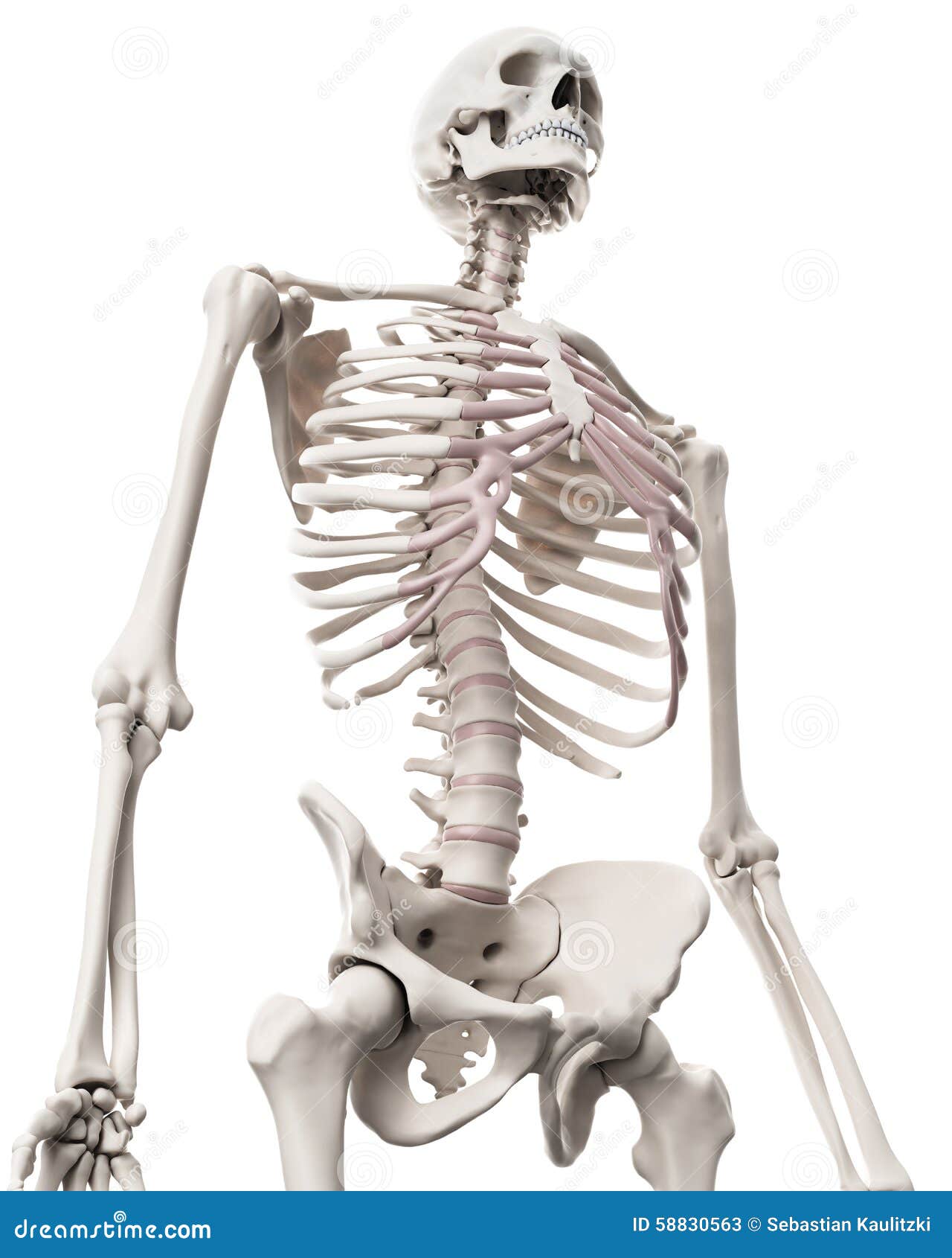 The Skeletal System - the Thorax Stock Illustration - Illustration of ...