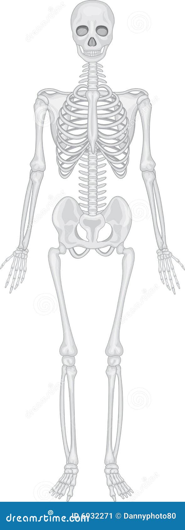 The Skeletal System Cartoon Vector | CartoonDealer.com #56084509