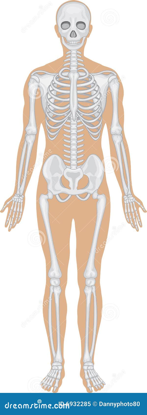 The Skeletal System Cartoon Vector | CartoonDealer.com #56084509