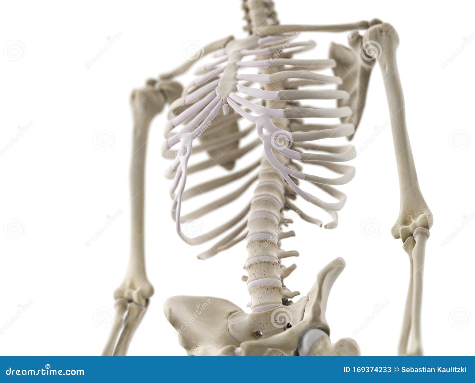 The skeletal thorax stock illustration. Illustration of white - 169374233