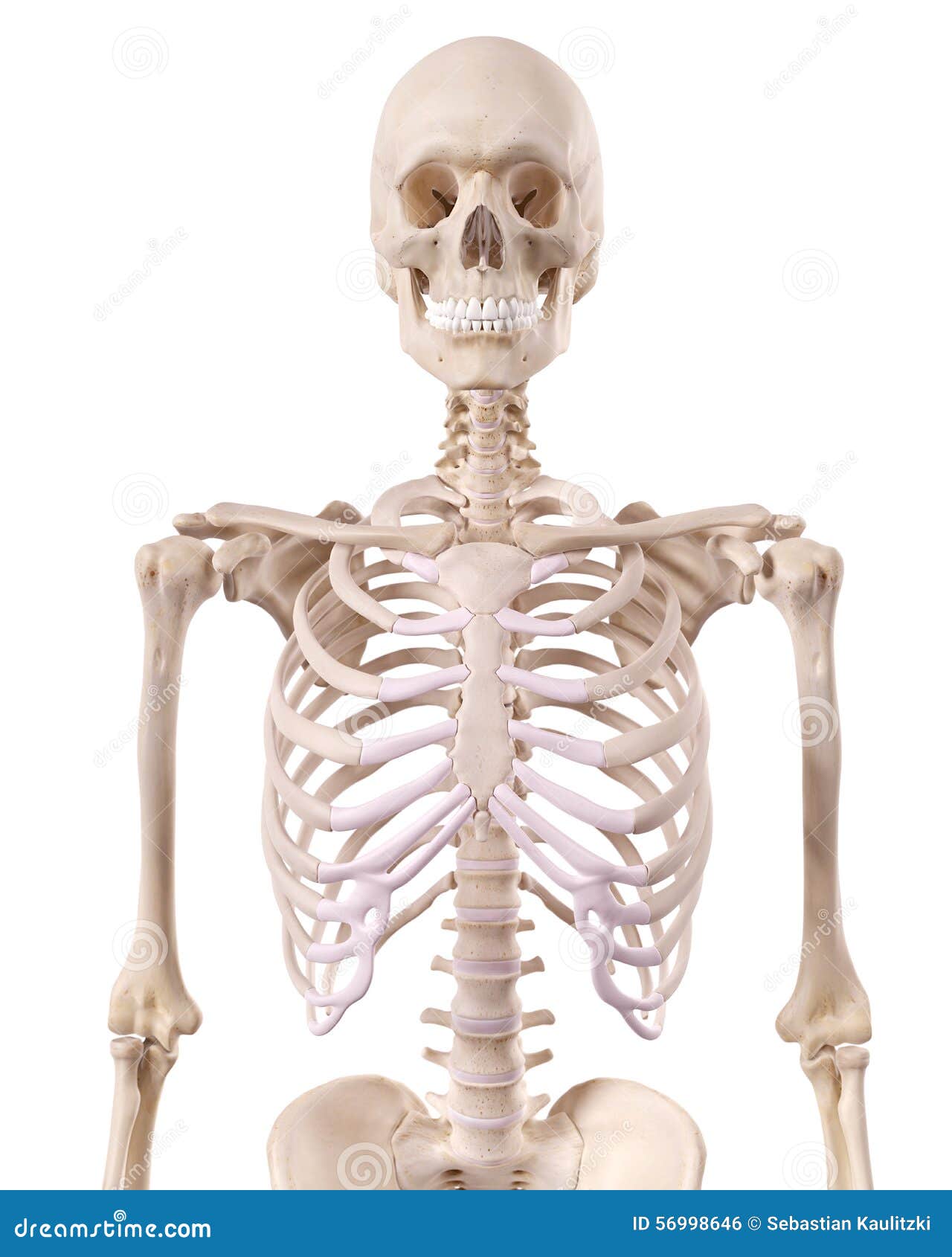 The skeletal thorax stock illustration. Illustration of white - 56998646