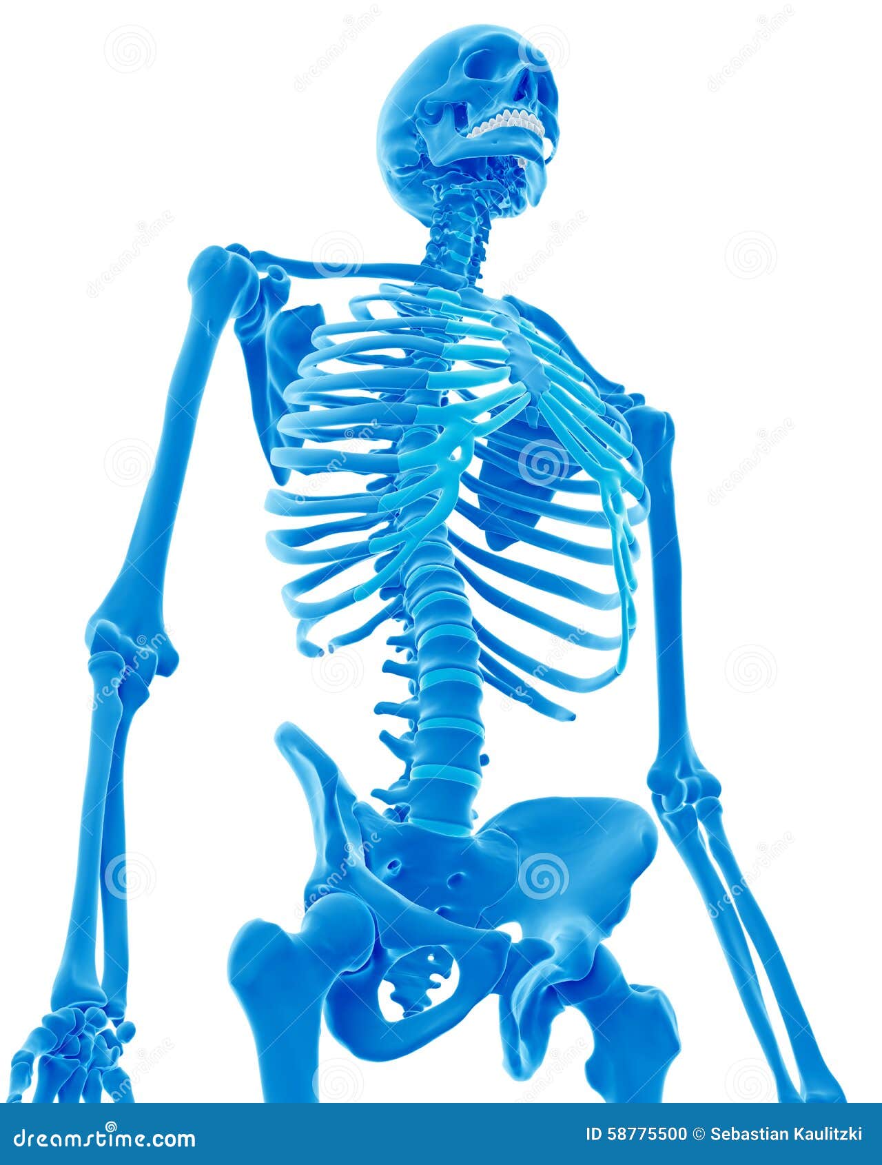 The Skeletal Thorax Royalty-Free Cartoon | CartoonDealer.com #155226401