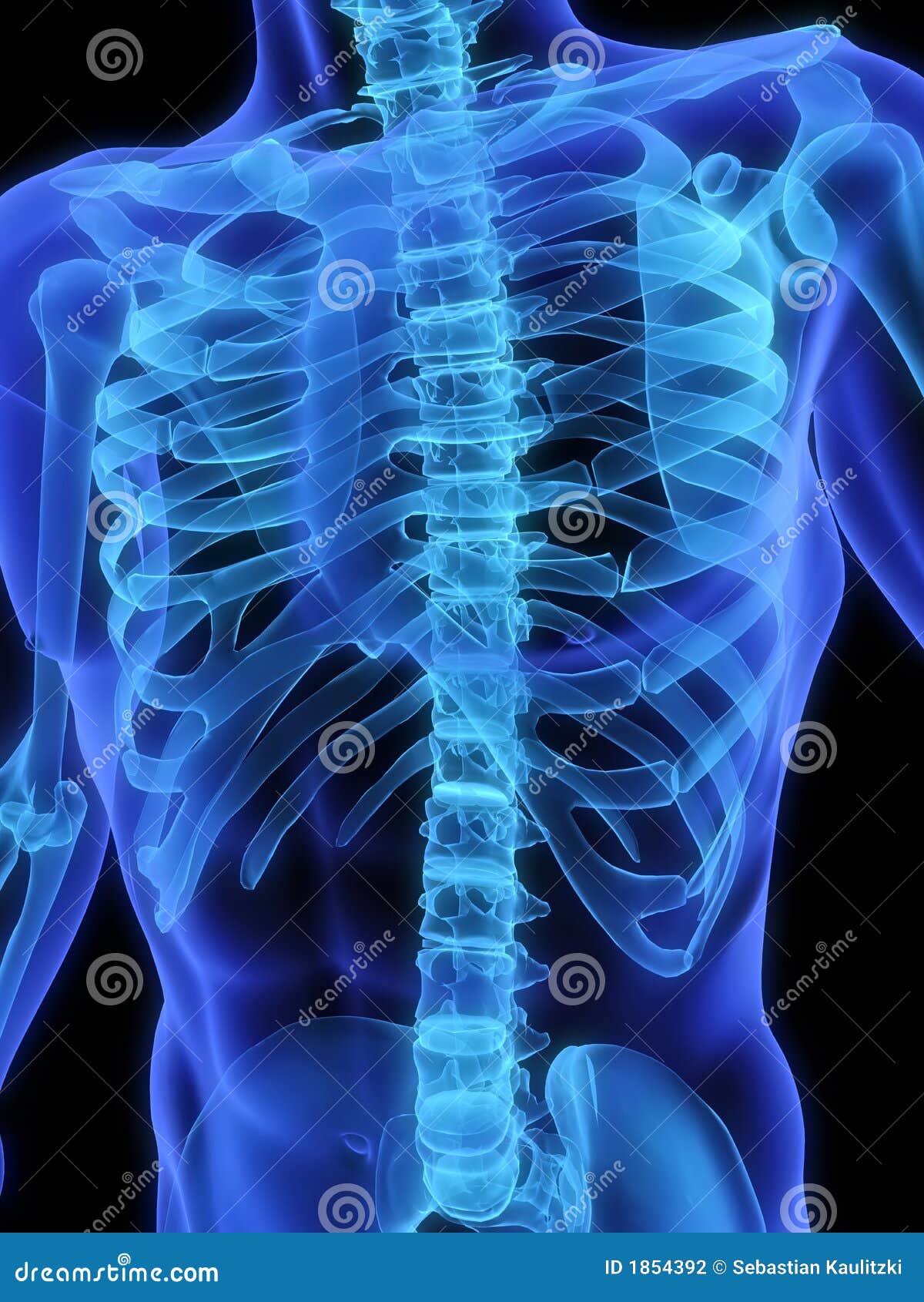 Skeletal Torso Stock Photography | CartoonDealer.com #1854392