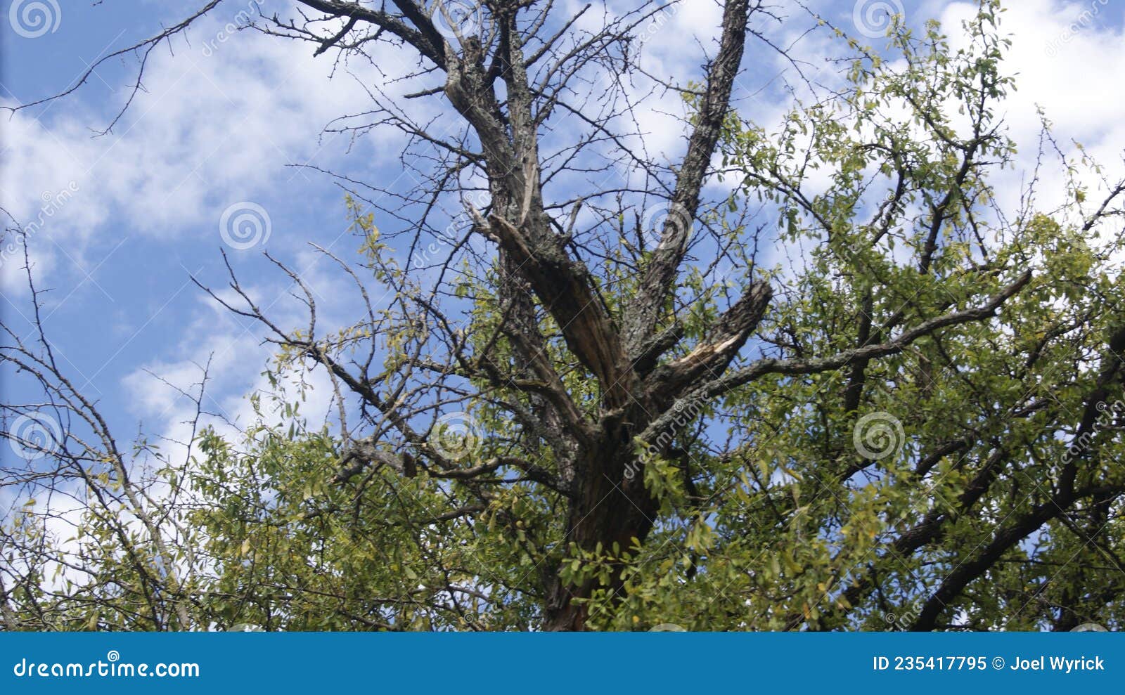 Skeletal Tree arms stock image. Image of spring, arms - 235417795
