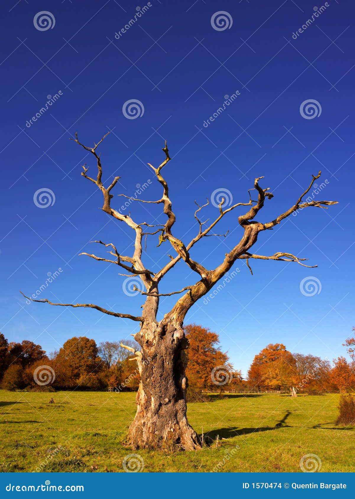 Skeletal Tree in the Autumn Stock Photo - Image of autumn, tree: 1570474