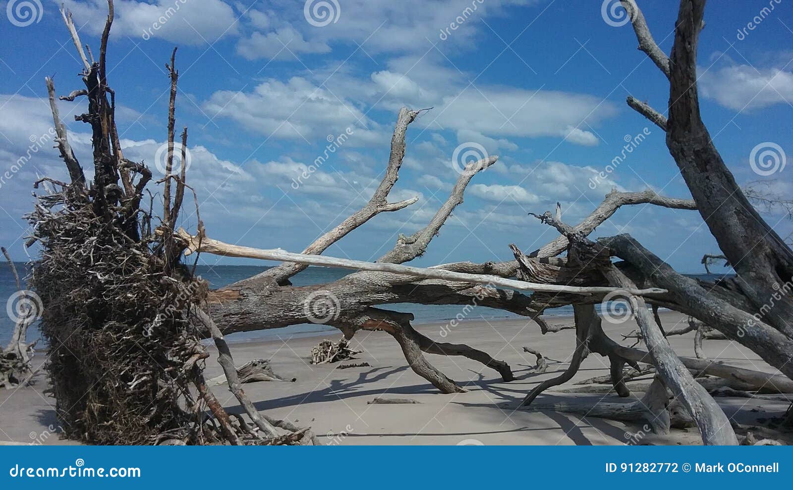 Skeletal Trees on Beach stock photo. Image of beach, florida - 91282772