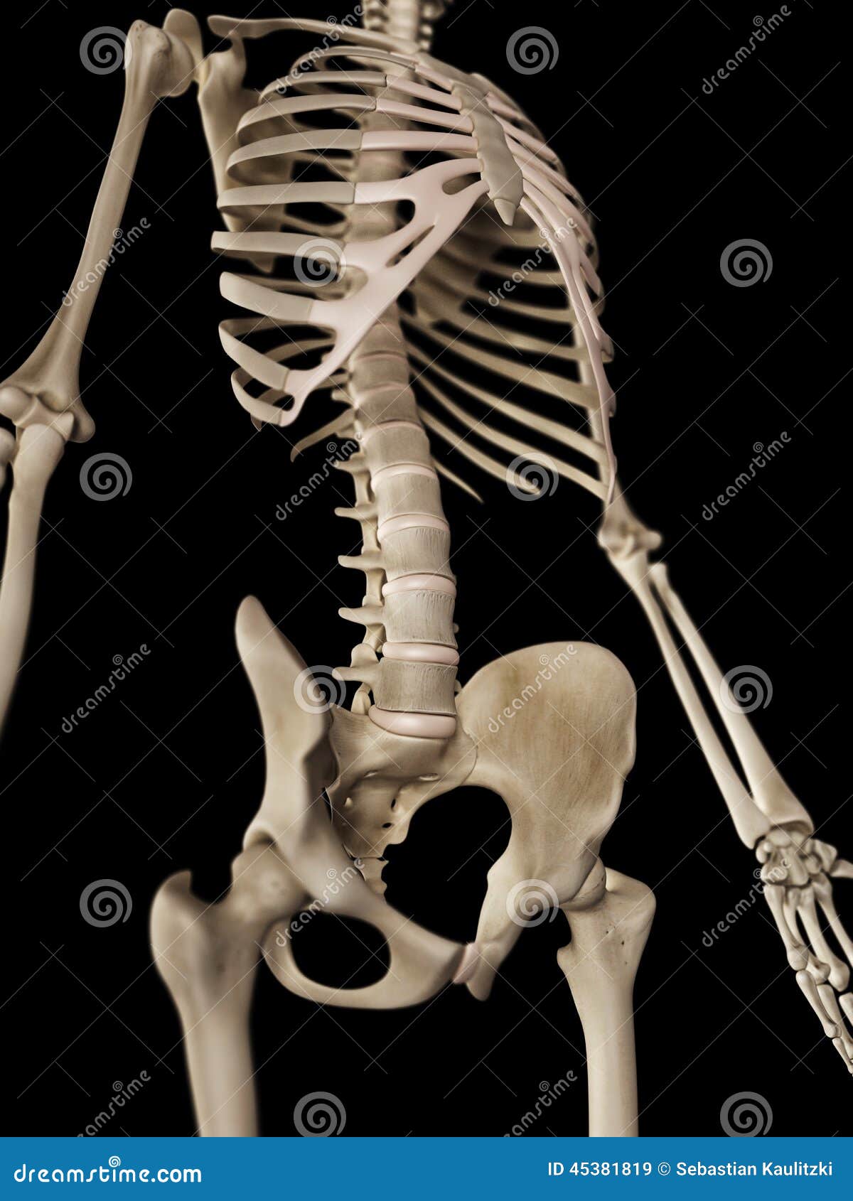 The skeletal upper body stock illustration. Illustration of computer ...