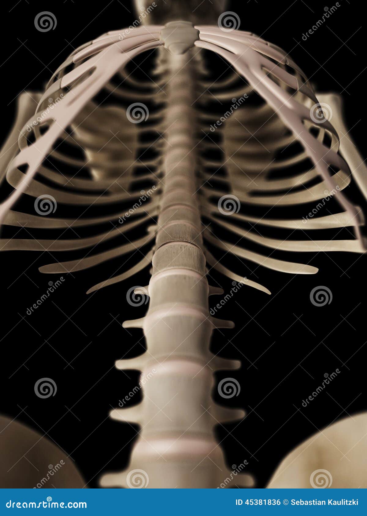 The skeletal upper body stock illustration. Illustration of biology ...