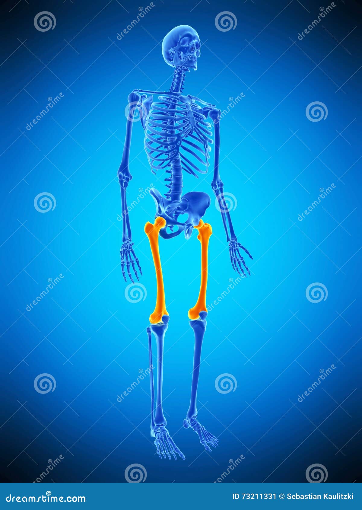 Upper Legs Muscles Anatomy Royalty-Free Stock Photography ...