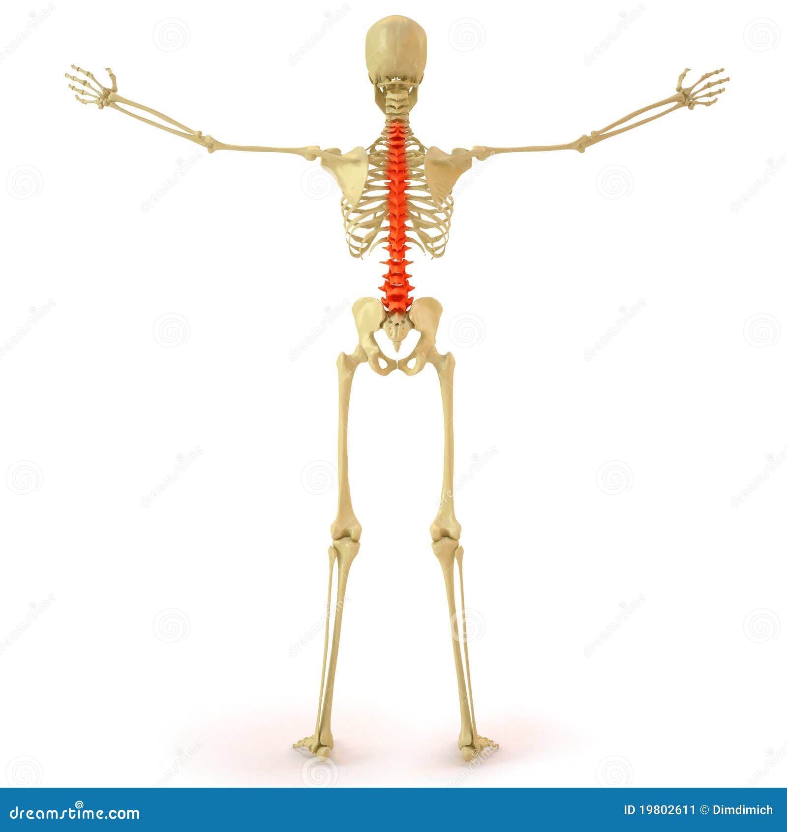 Skeleton stock illustration. Illustration of abstract - 19802611