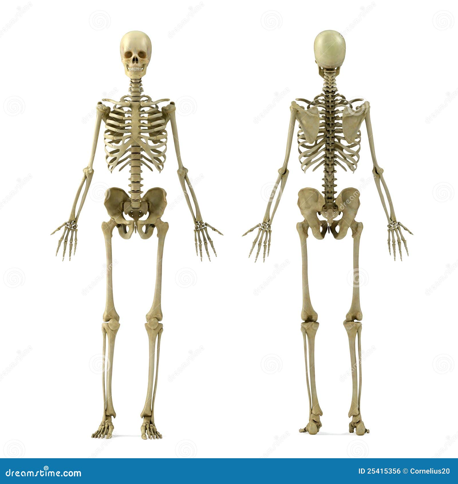 Skeleton stock illustration. Illustration of examination - 25415356