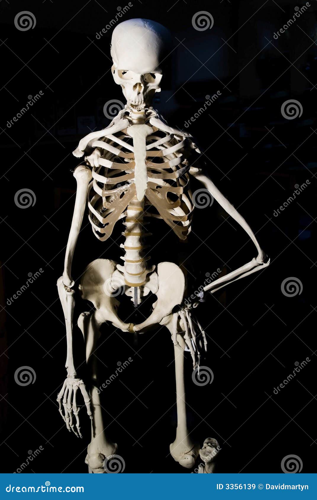 Skeleton stock image. Image of zombie, teach, biology - 3356139