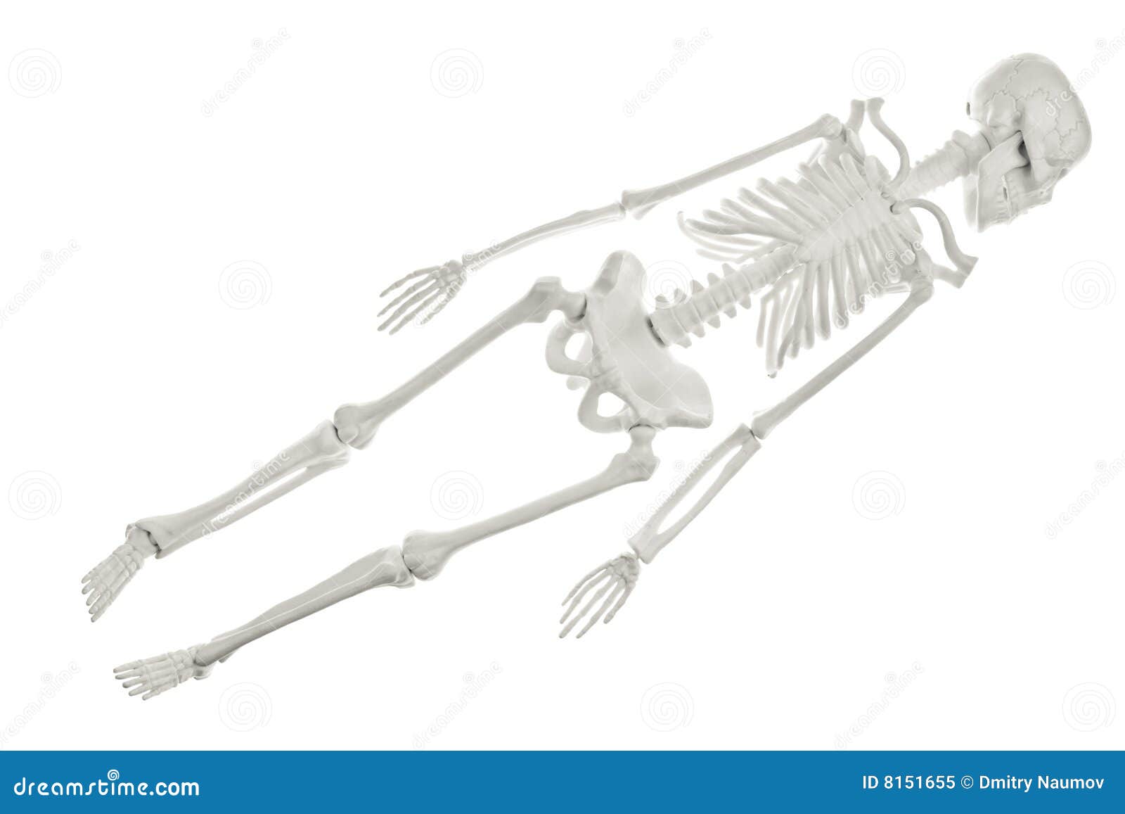 Human Skeleton Turn Stock Photos - Free & Royalty-Free Stock Photos ...