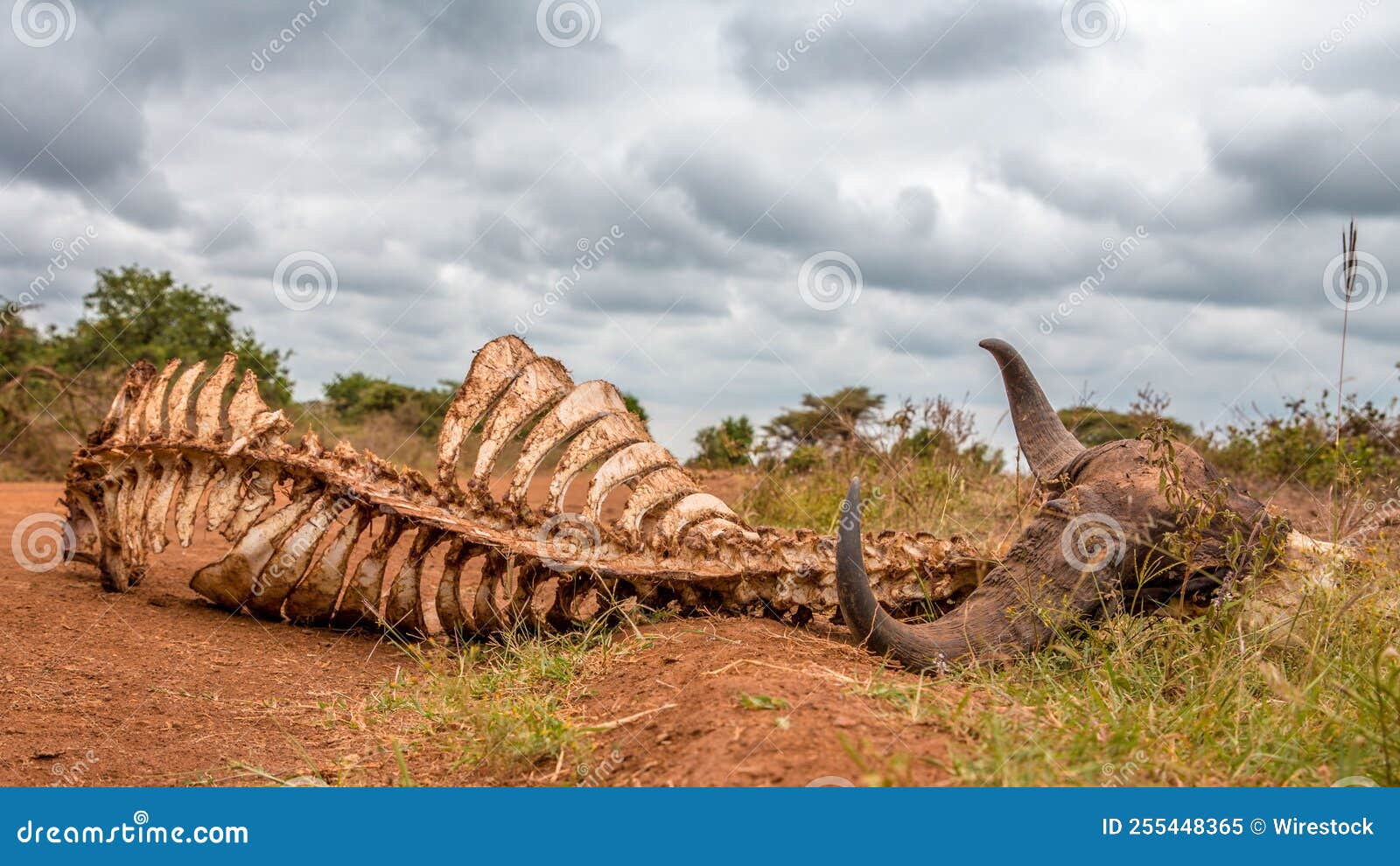 Skeleton of an African Cape Buffalo in the Field Stock Image - Image of ...