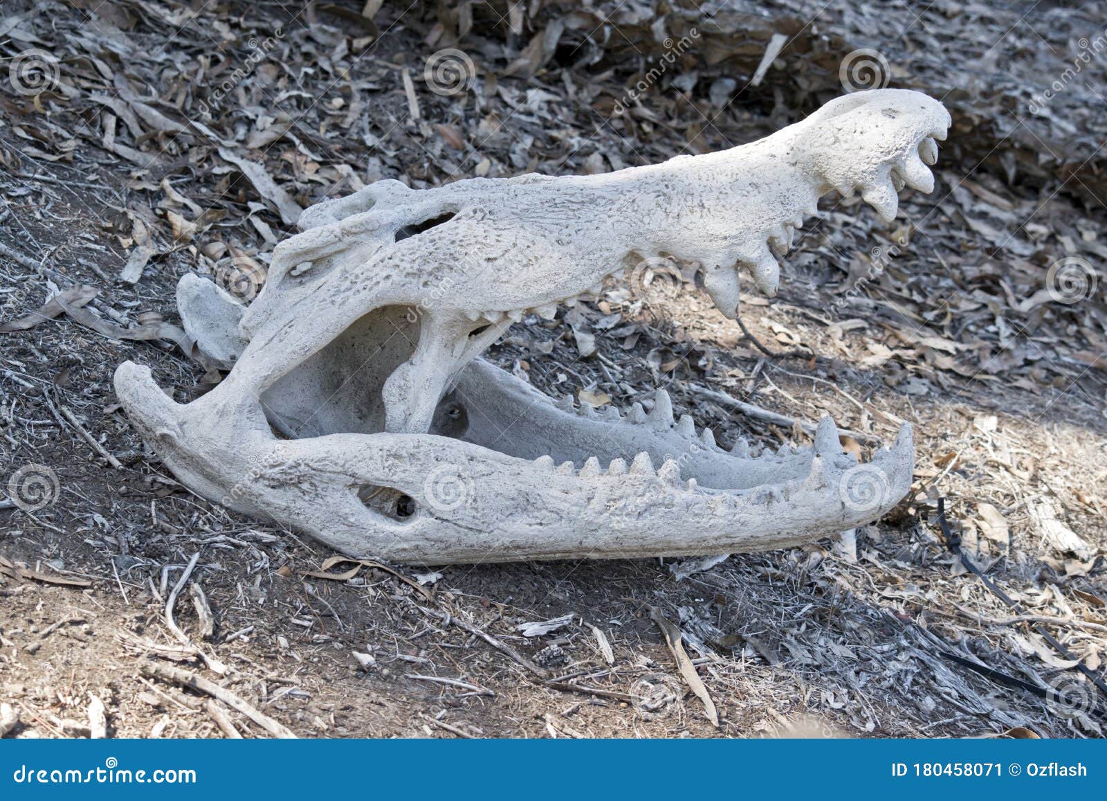 This is a Skeleton of an Alligators Head Stock Image - Image of view ...