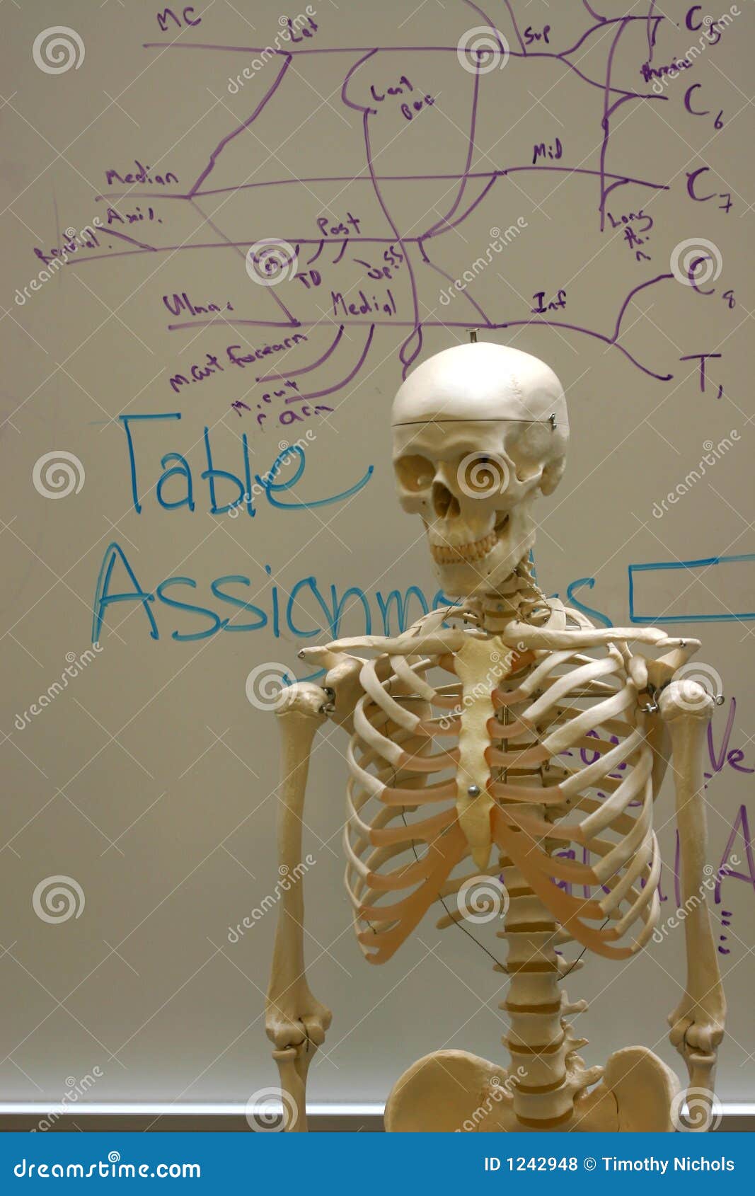 Skeleton in Anatomy Classroom Stock Photo - Image of skeleton, shoulder ...