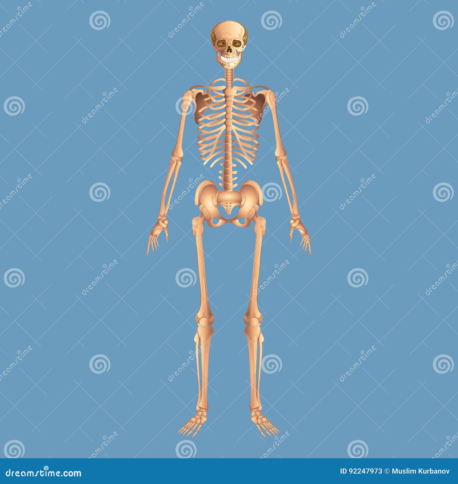 Skeleton Anatomy Human Isolated on a Blue Background Stock Illustration ...