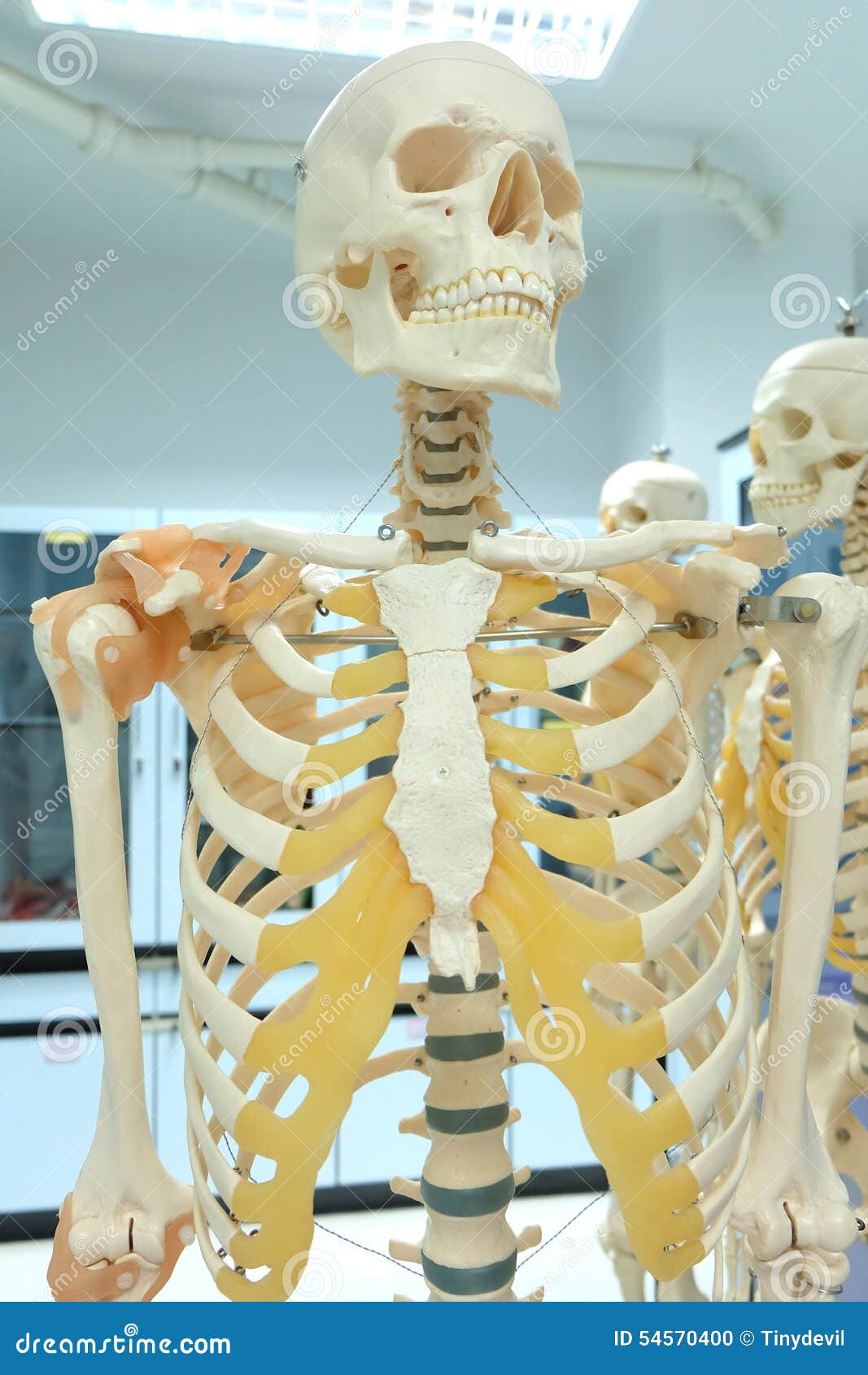 Skeleton anatomy of human stock photo. Image of skeleton - 54570400