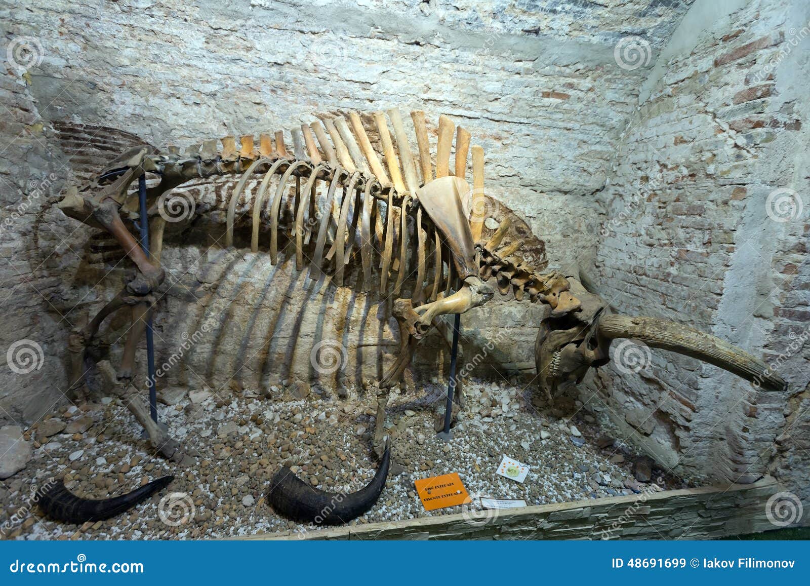 Skeleton of an Ancient Bison in Barcelona Mammoth Museum Editorial ...