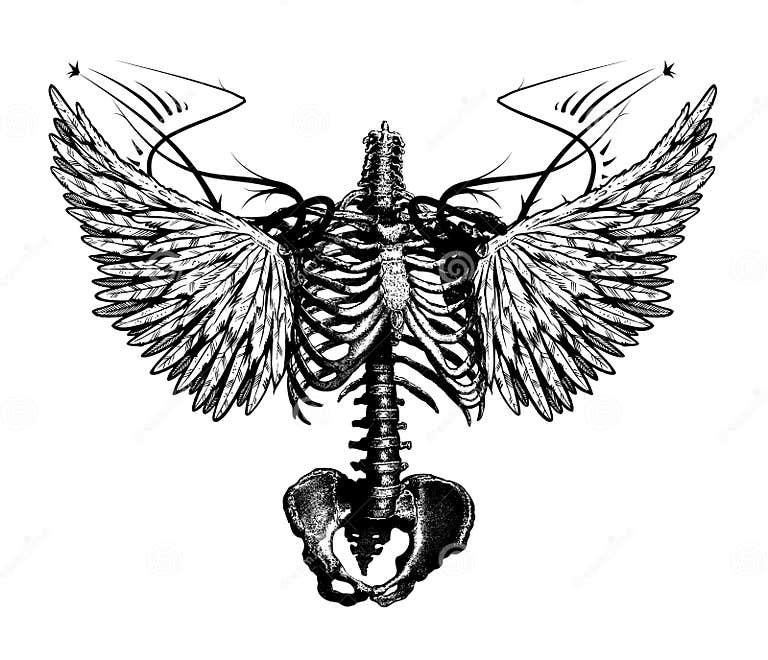 Skeleton angel stock illustration. Illustration of death - 4503258