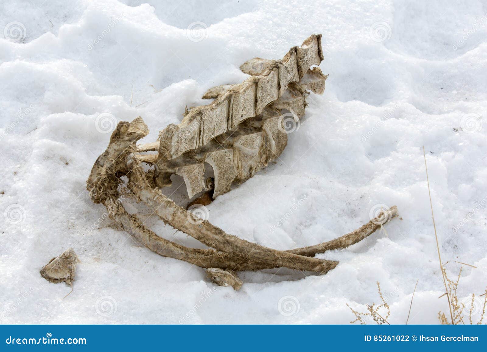 Skeleton of an Animal on Snow Stock Photo - Image of snow, skeleton ...
