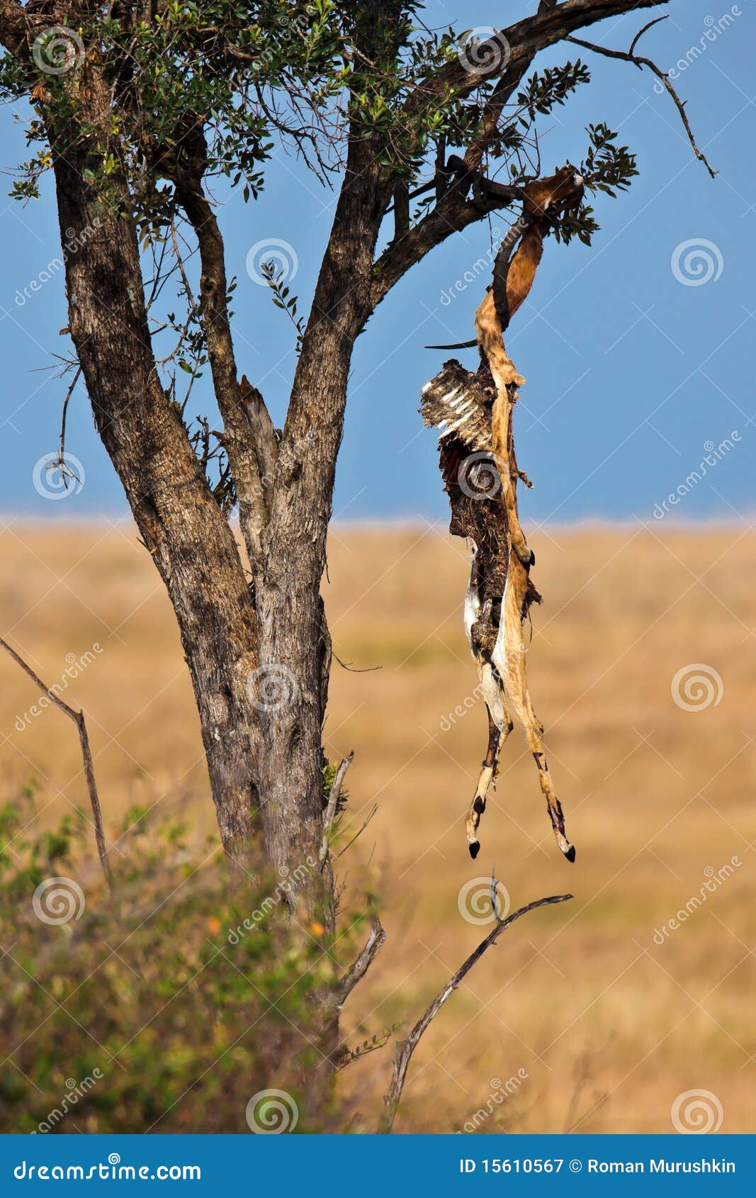 The Skeleton of an Antelope Hanging in a Tree Stock Image - Image of ...