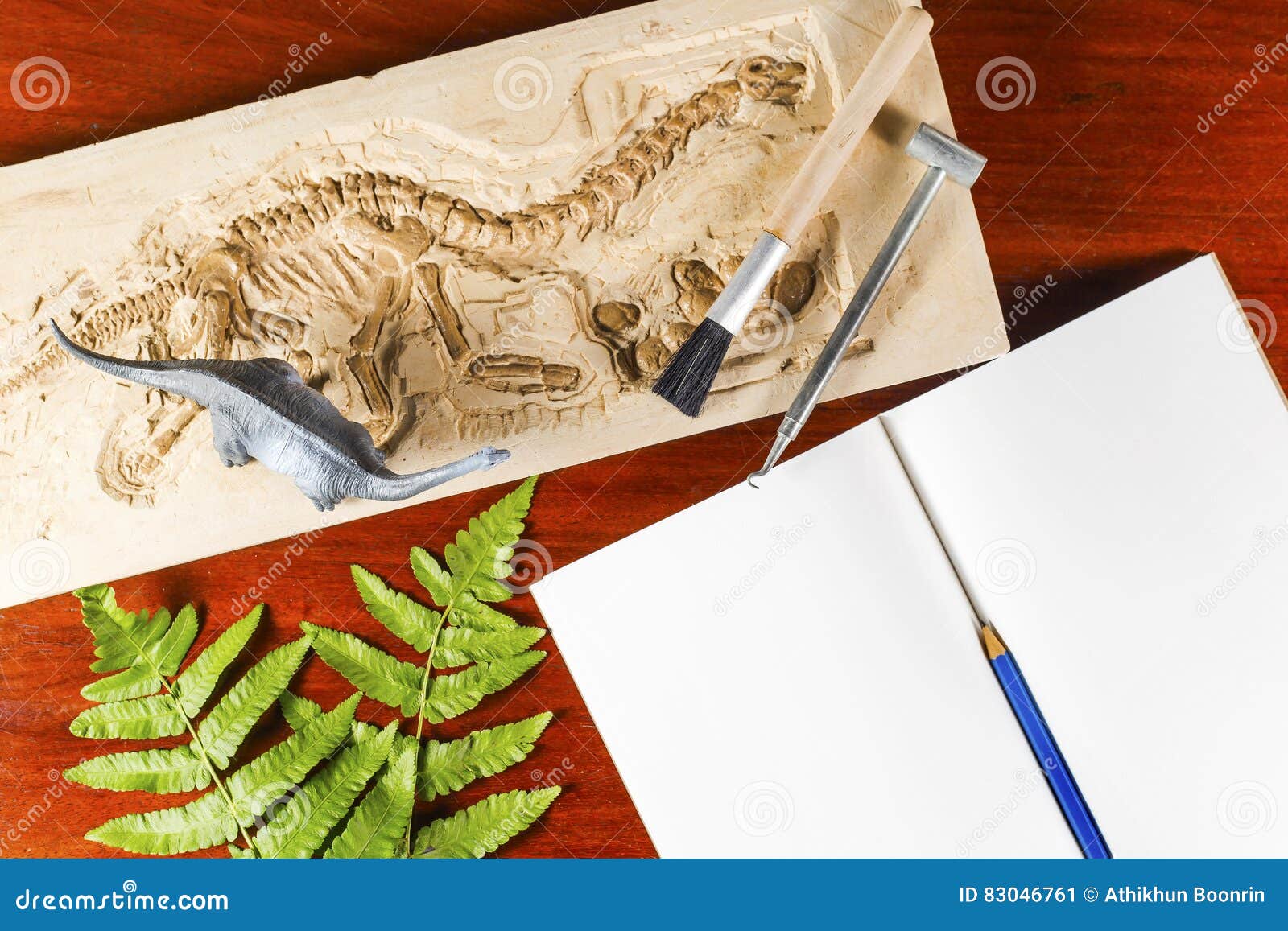 Skeleton and Archaeological Tools. Stock Image - Image of fossil ...