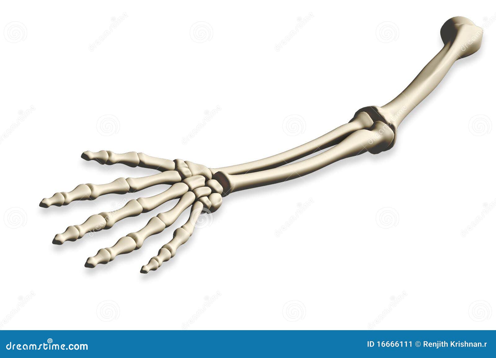 Skeleton arm stock illustration. Illustration of death - 16666111