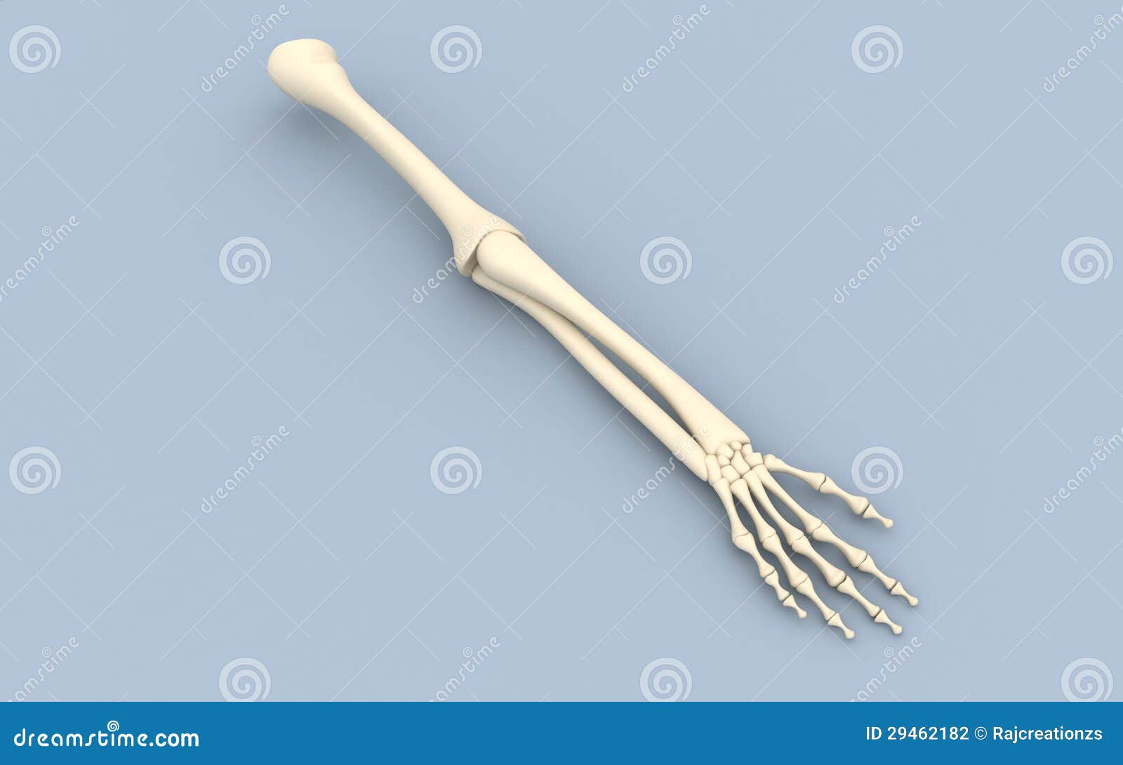 Skeleton Arm Stock Photography - Image: 29462182
