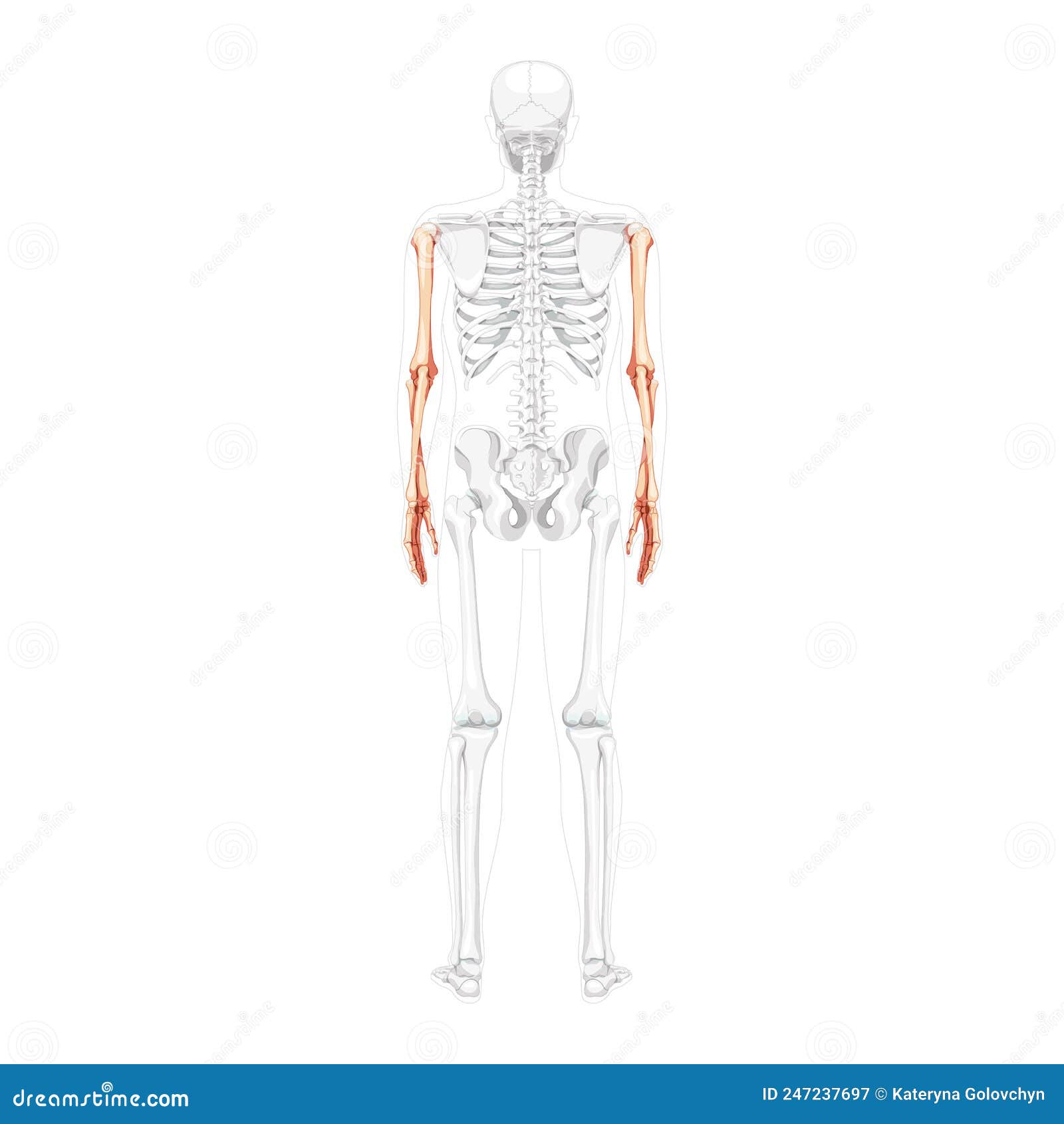 Skeleton Arms Human Lateral Side View With Partly Transparent Bones ...