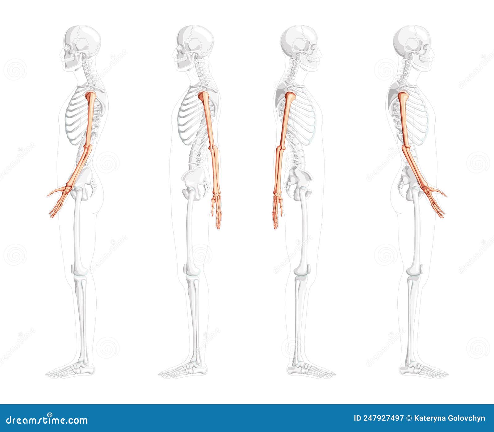 Skeleton Arms Human Lateral Side View with Partly Transparent Bones ...