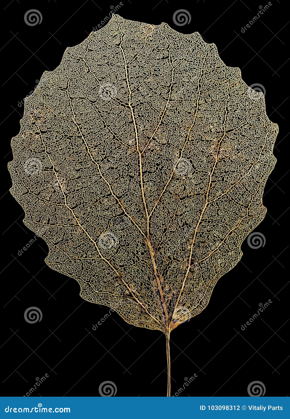 Aspen leaf skeleton stock photo. Image of carcass, pattern - 103098312