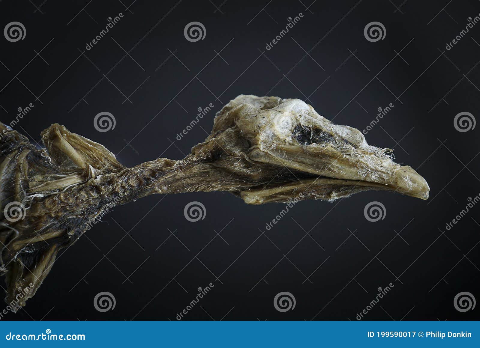 Skeleton of baby bird stock image. Image of dried, life - 199590017