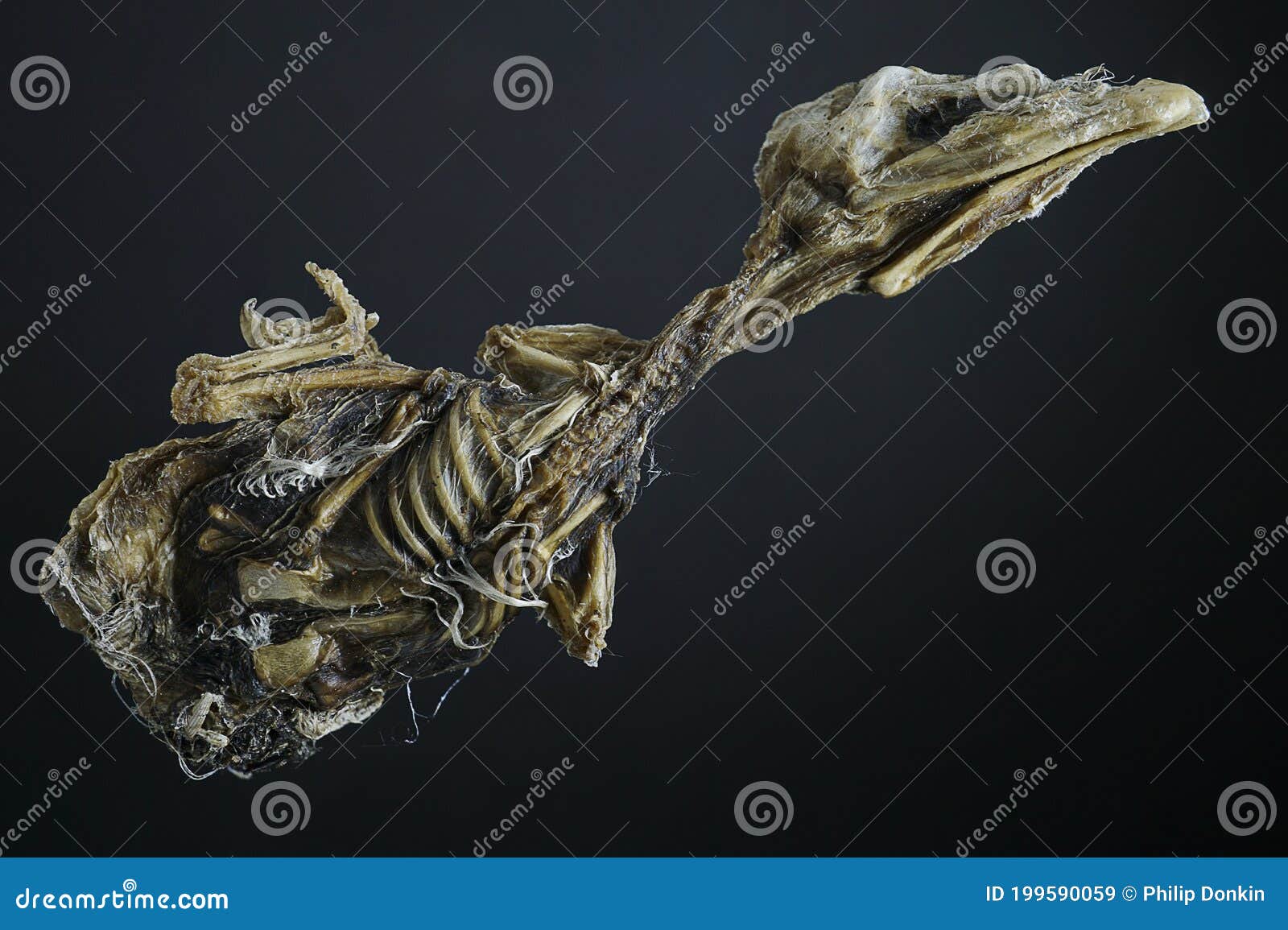 Skeleton of baby bird stock image. Image of earth, mummified - 199590059