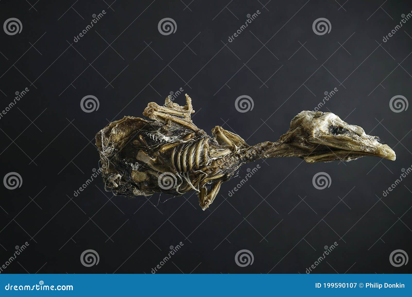Skeleton of baby bird stock image. Image of life, habitats - 199590107
