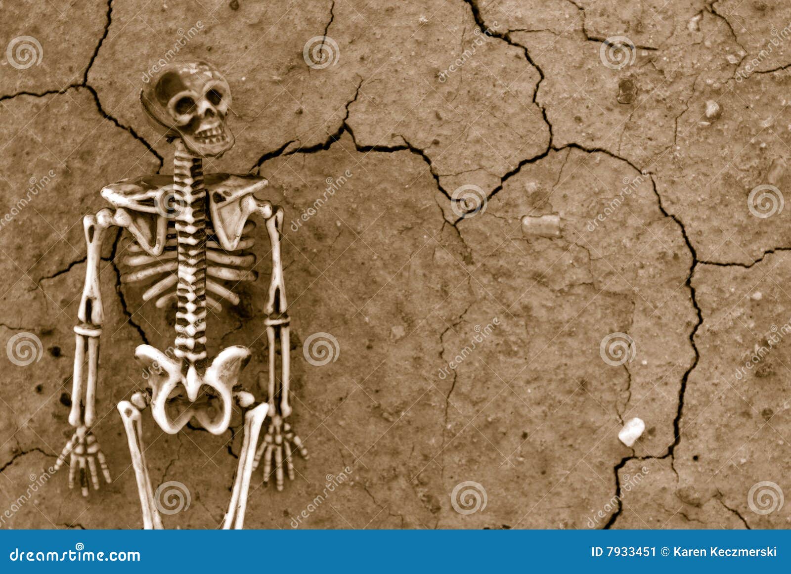 Skeleton Background stock image. Image of desert, bones - 7933451
