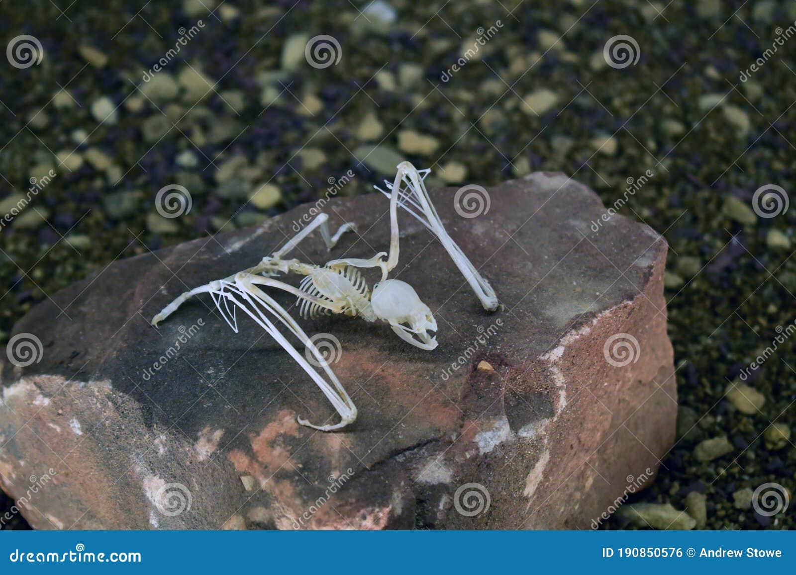 A skeleton of a bat stock photo. Image of animal, joint - 190850576