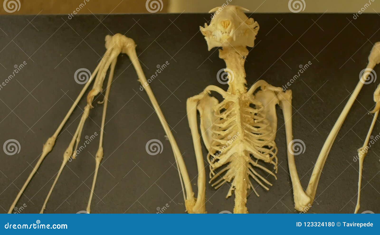 Skeleton of a Bat in Laboratory Stock Footage - Video of chiroptera ...