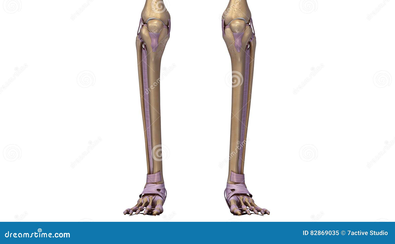 Skeleton Beine Mit Ligamenten Stock Abbildung - Illustration von ...