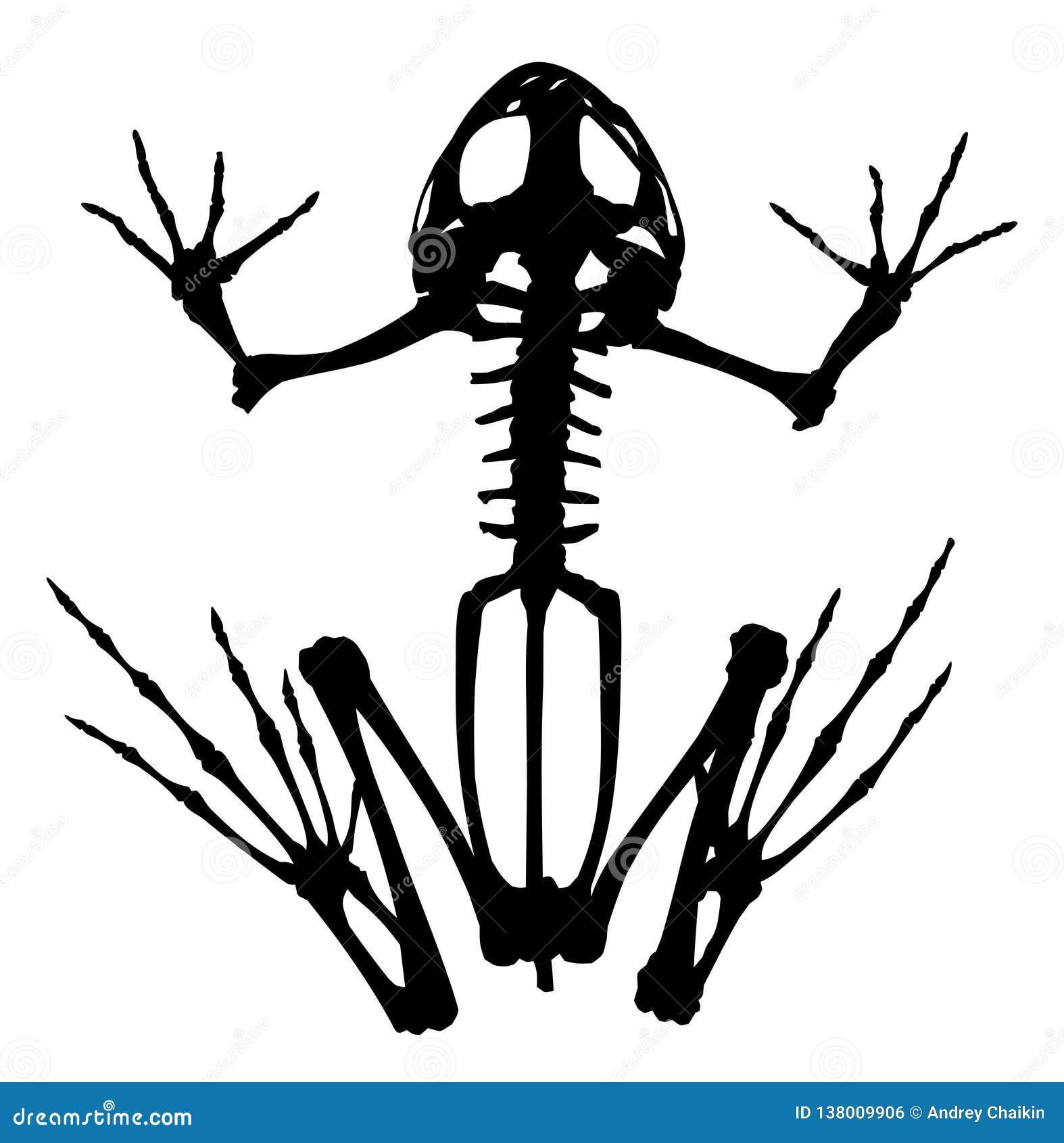 Frog Skeleton Clipart