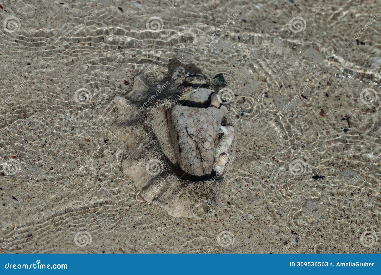 Skeleton of a Big Shell is Washed Ashore on a Beach. Stock Image ...