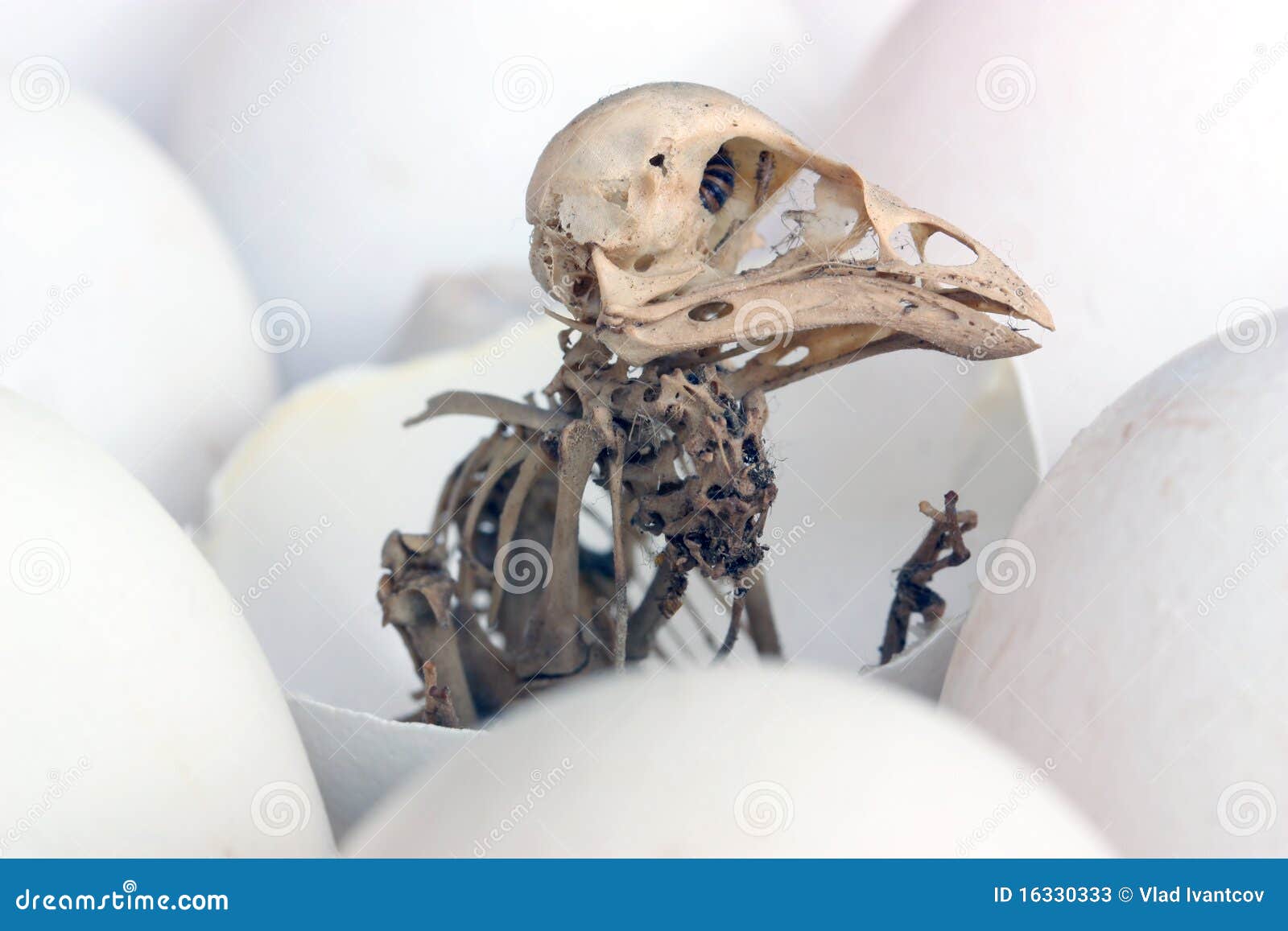 Skeleton of a bird. stock image. Image of skeleton, chicken - 16330333