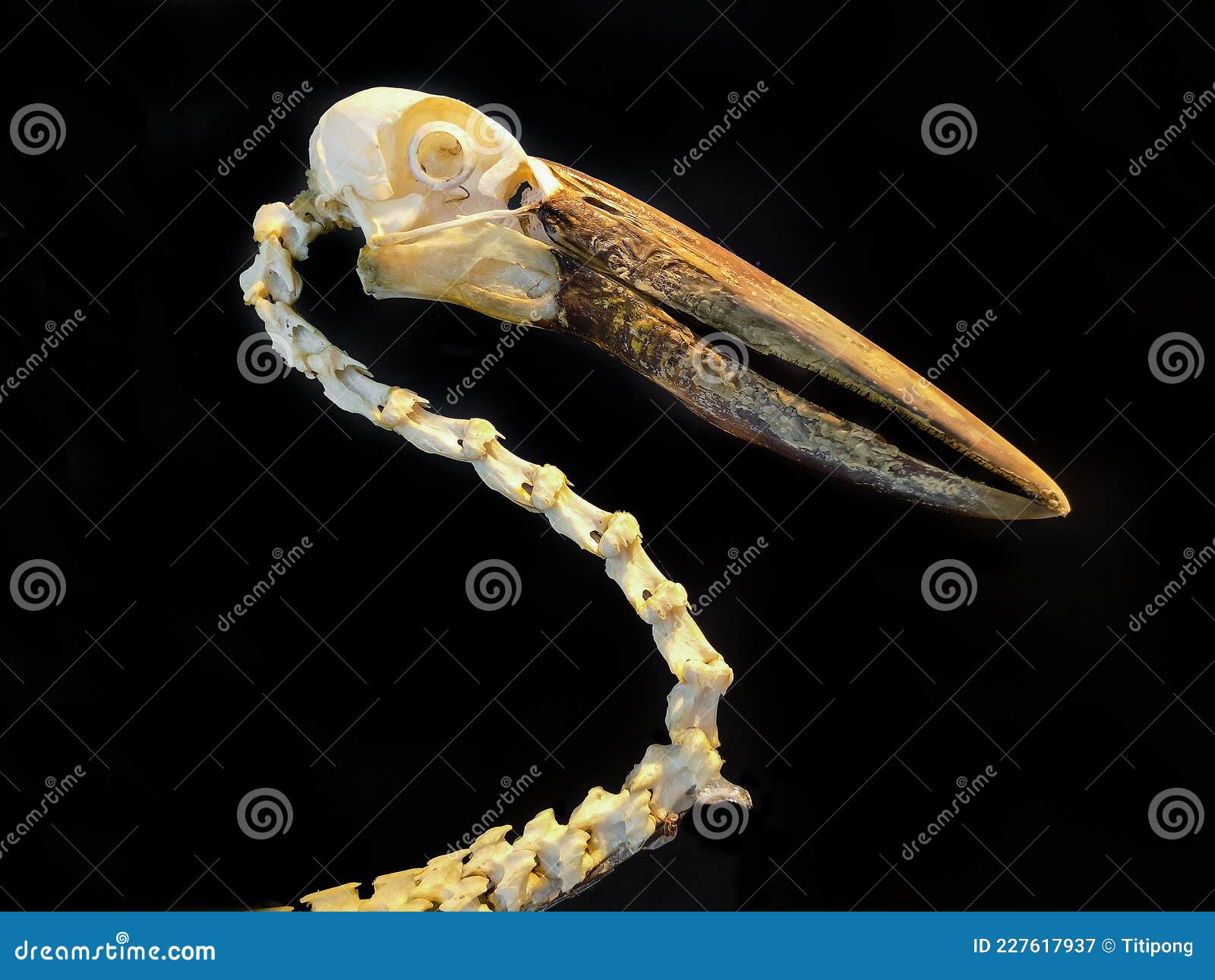 The Skeleton of a Bird Can Be Separated on the Back Stock Image - Image ...