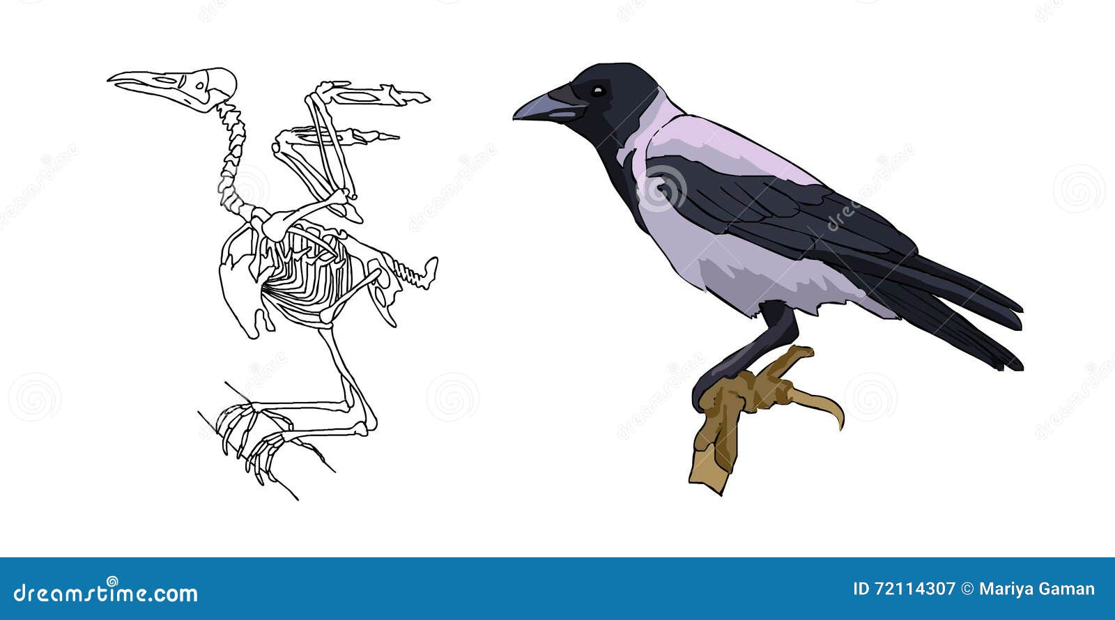 Bird Crow Set Cartoon | CartoonDealer.com #64578925