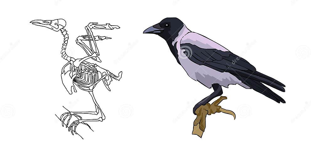 Skeleton of a Bird. Crow. Bones. Vector. Stock Vector - Illustration of ...