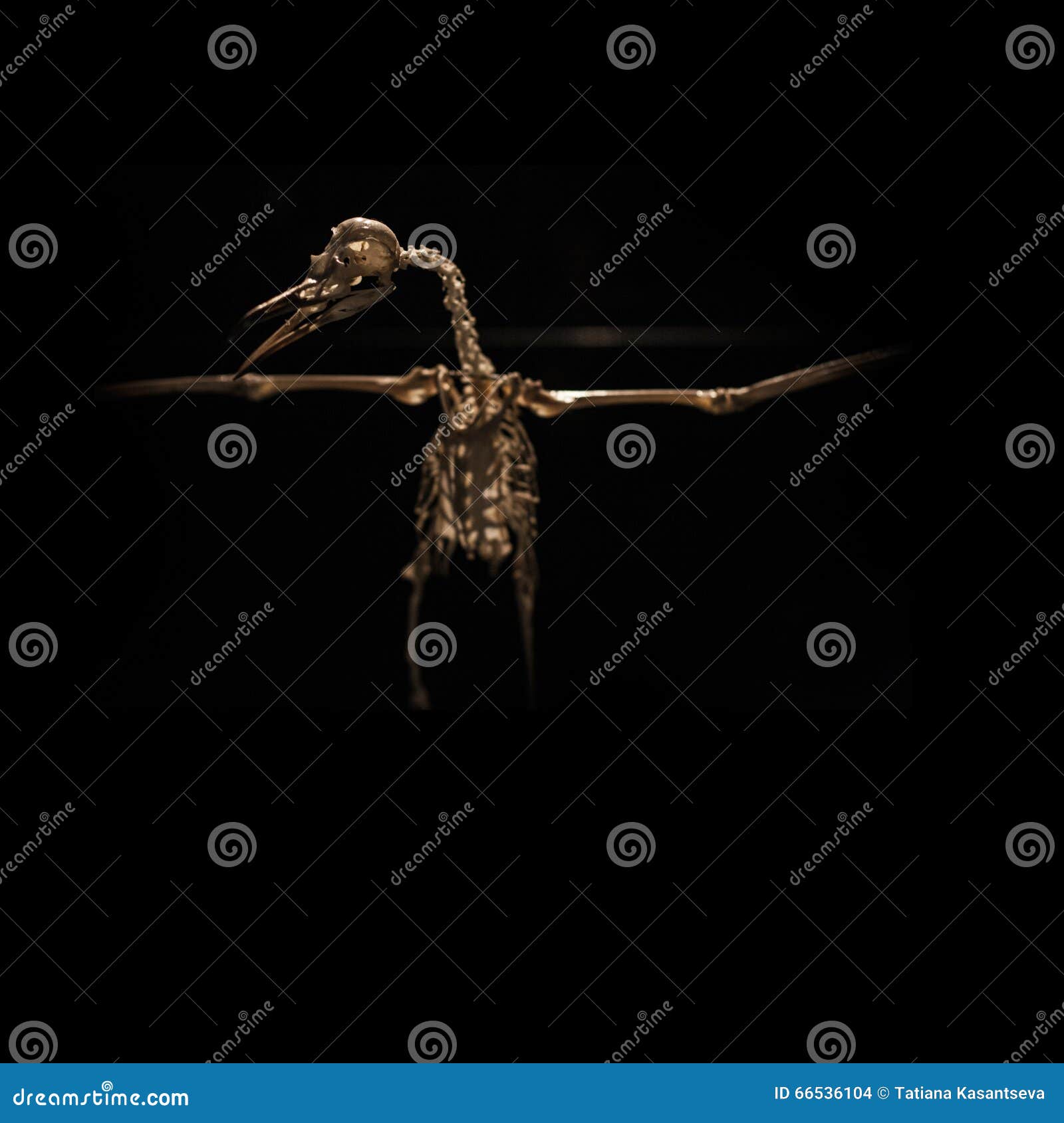 225 Anatomy Birds Stock Photos - Free & Royalty-Free Stock Photos from ...