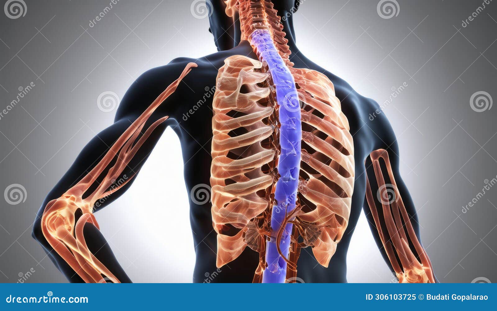 A Skeleton with a Blue Spine Stock Illustration - Illustration of ...