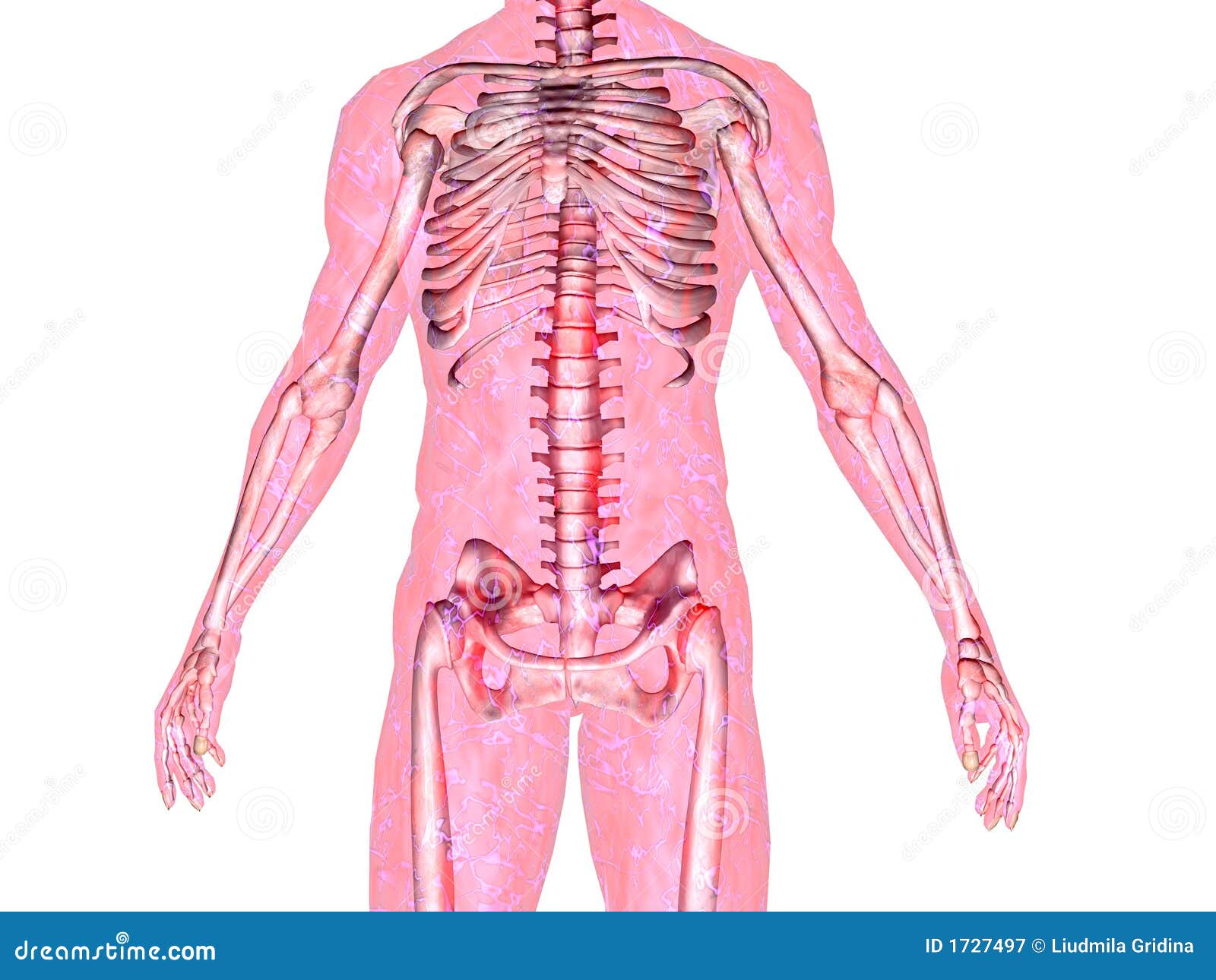 Skeleton_Body stock illustration. Illustration of isolated - 1727497