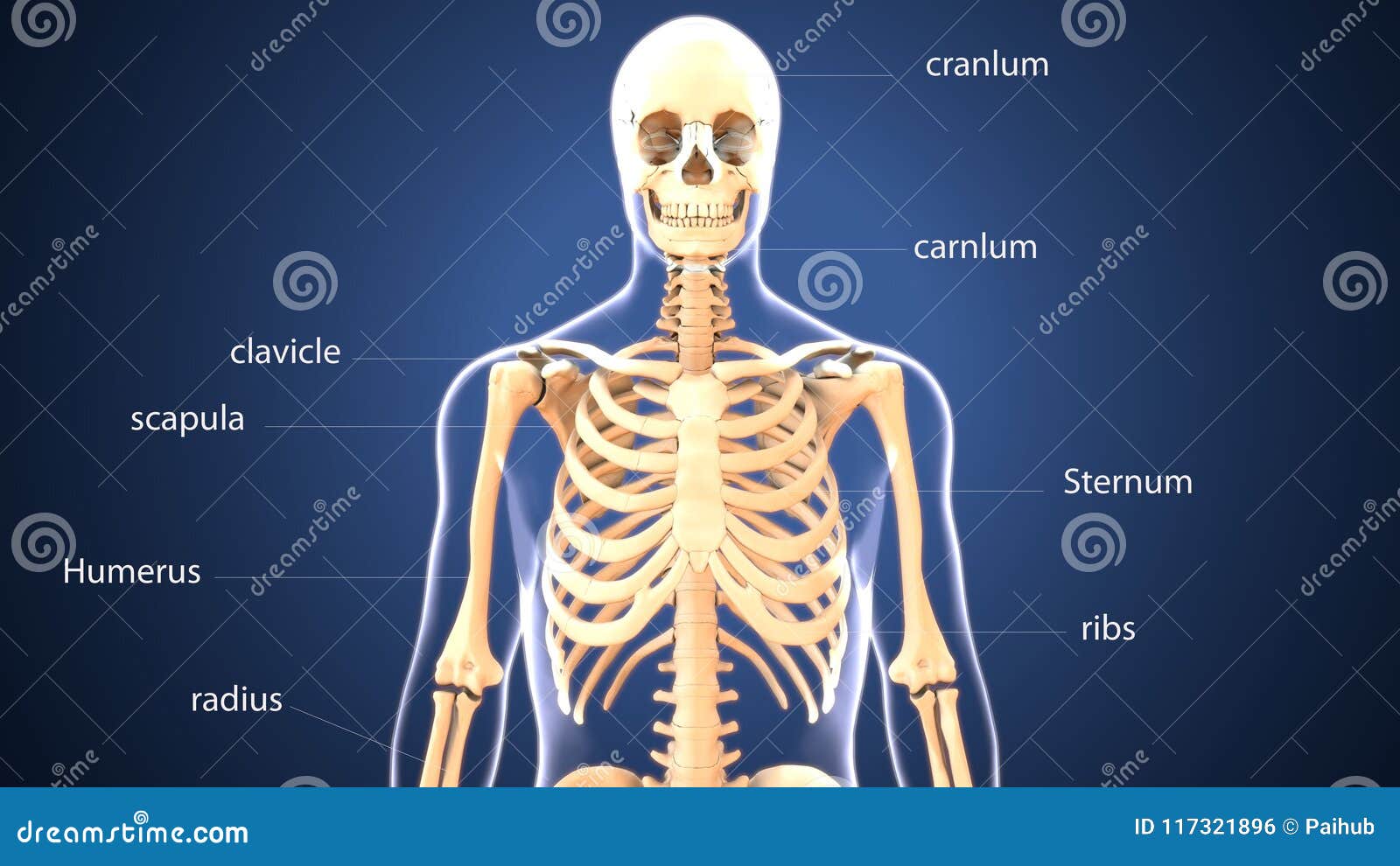 3d Illustration Of Human Body Skeleton Anatomy Stock Photography ...