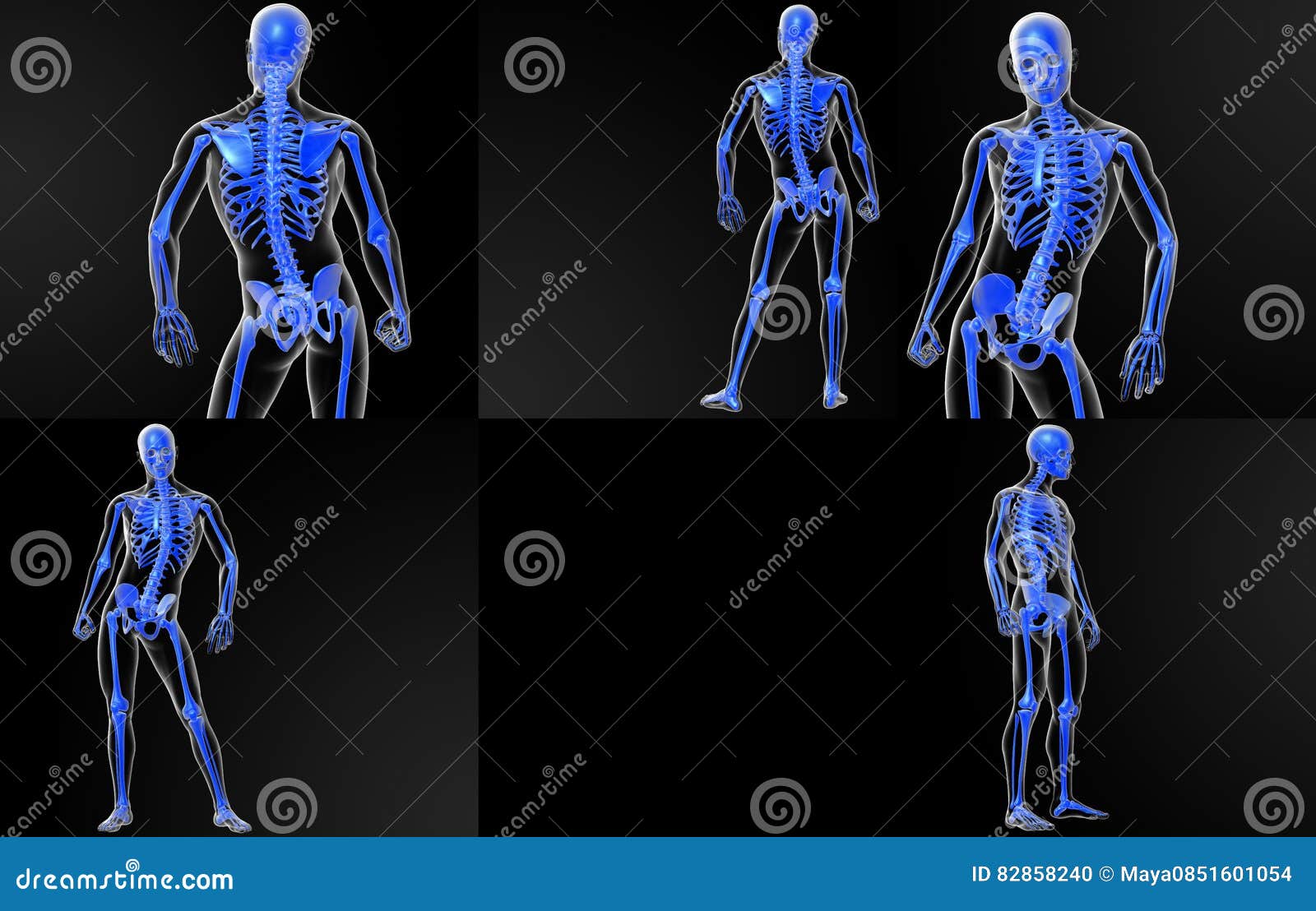 Skeleton bone stock illustration. Illustration of skeleton - 82858240